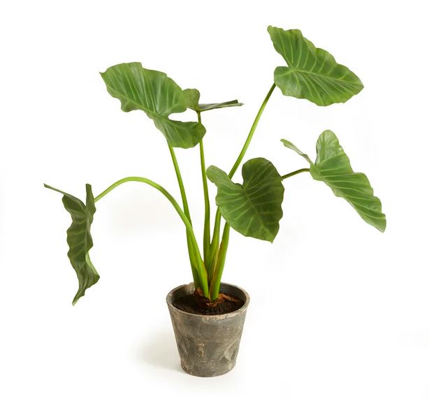 Potro.life – To inspire a green lifestyle…